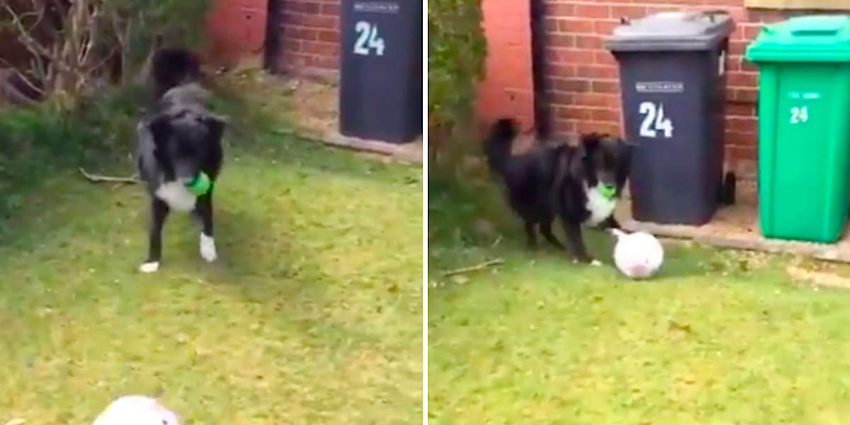 Scottish Dog Insists On Soccer Match With Postman Before His Delivery ...