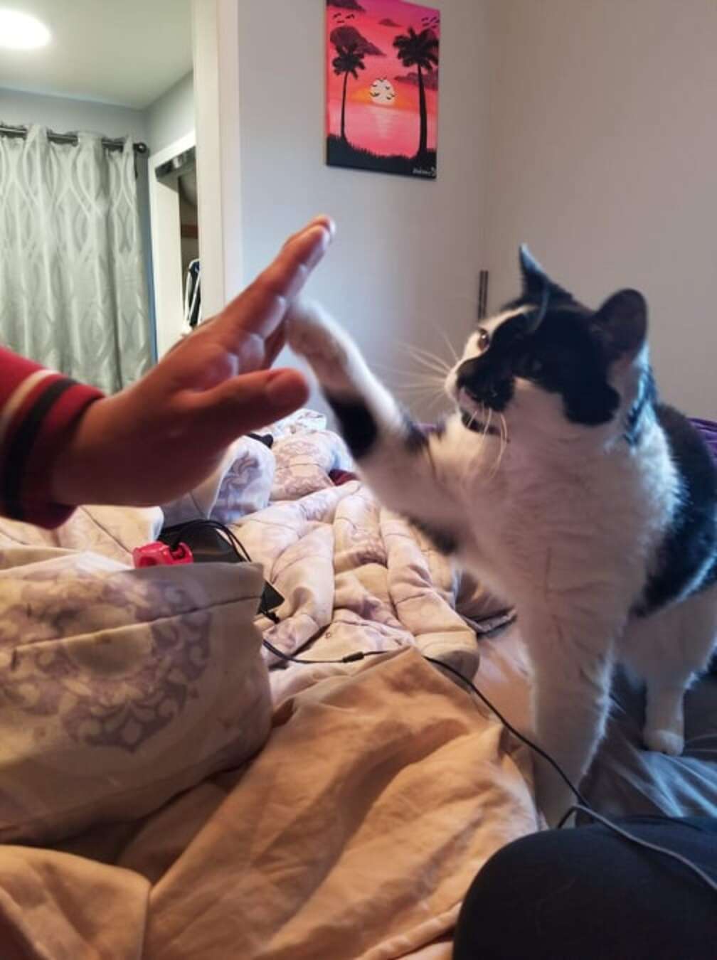 Senior Cat Learns How To Give High Fives - The Dodo