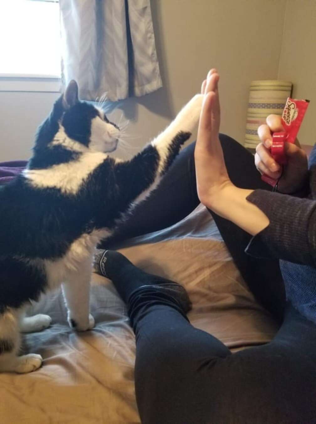Senior Cat Learns How To Give High Fives - The Dodo