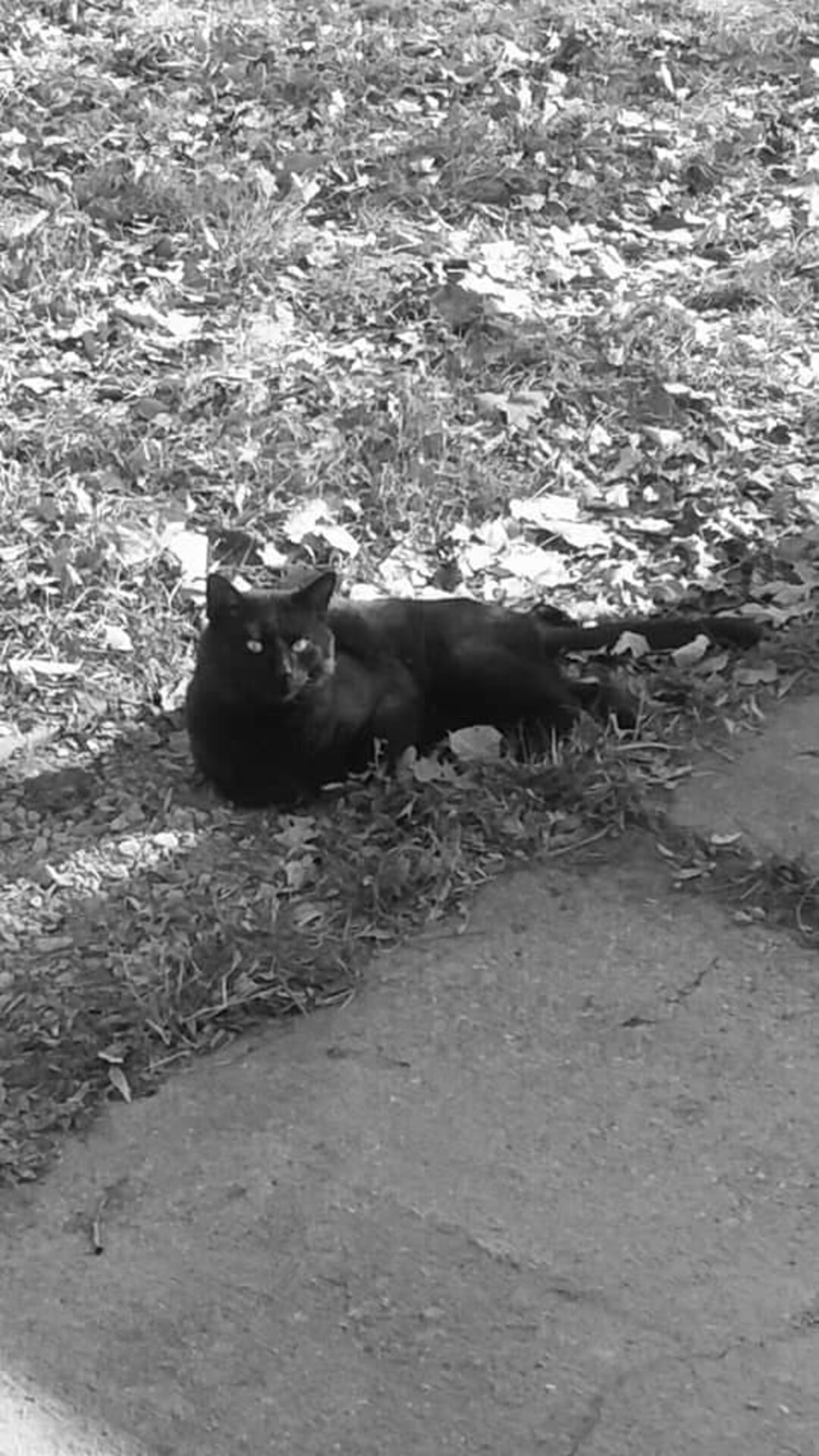 Man's 'Dead' Cat Returns Home Alive Hours After Heartbreaking Funeral ...