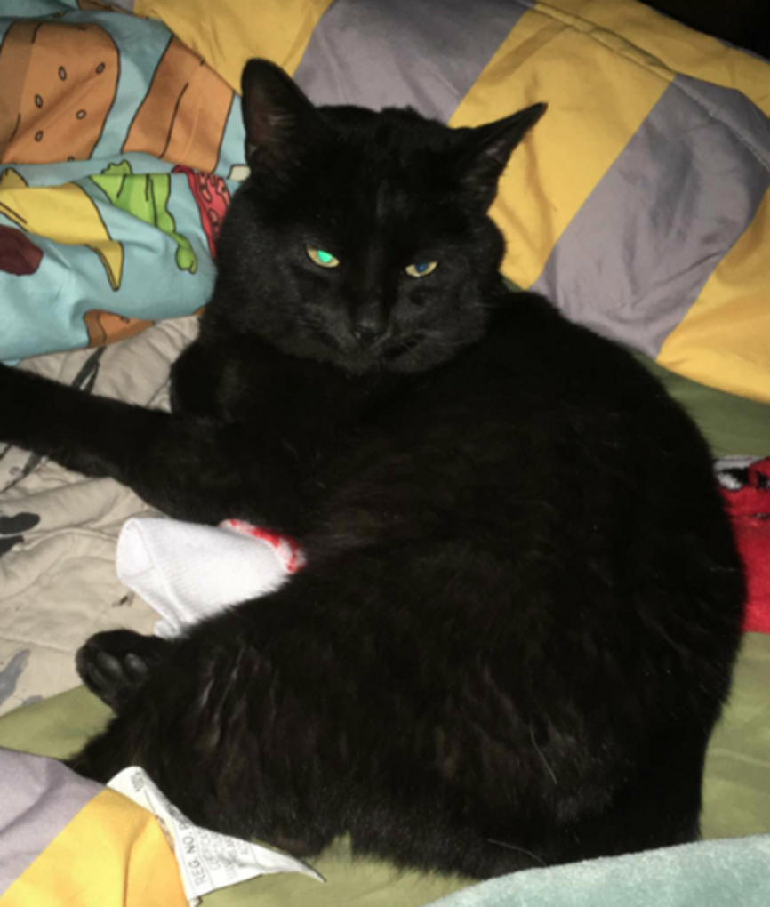 Man's 'Dead' Cat Returns Home Alive Hours After Heartbreaking Funeral ...