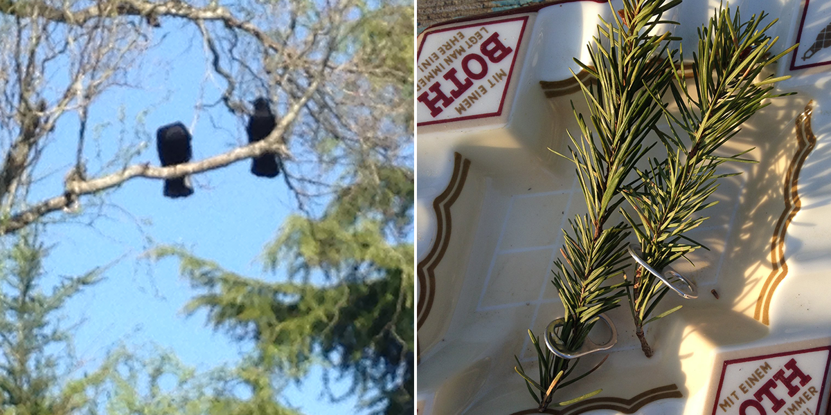 Crows Give Man Who Helped Them The Sweetest Gift - The Dodo