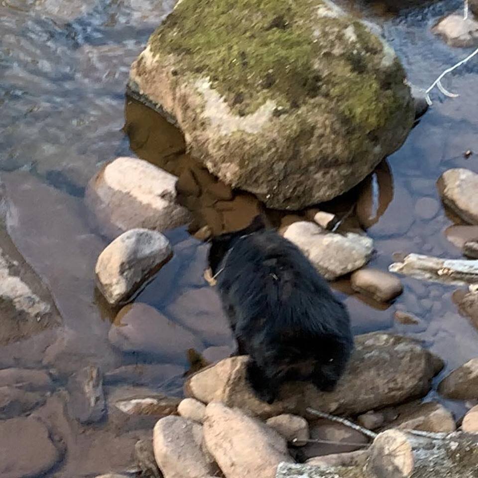 Man Leaps Into Freezing River To Save Drowning Bear - The Dodo