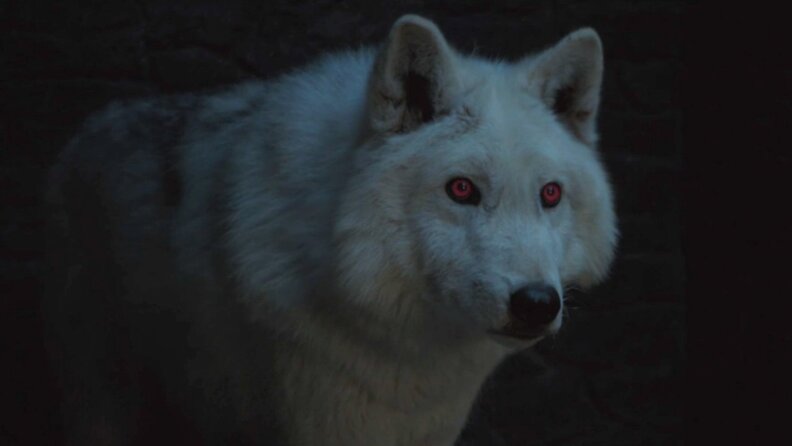 Game of Thrones Season 8: Jon Snow's Direwolf Ghost Returns to Show ...