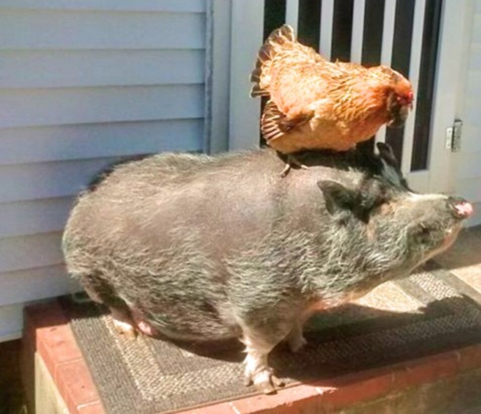 Rescued Potbellied Pig And Chicken Form Adorable Friendship - The Dodo