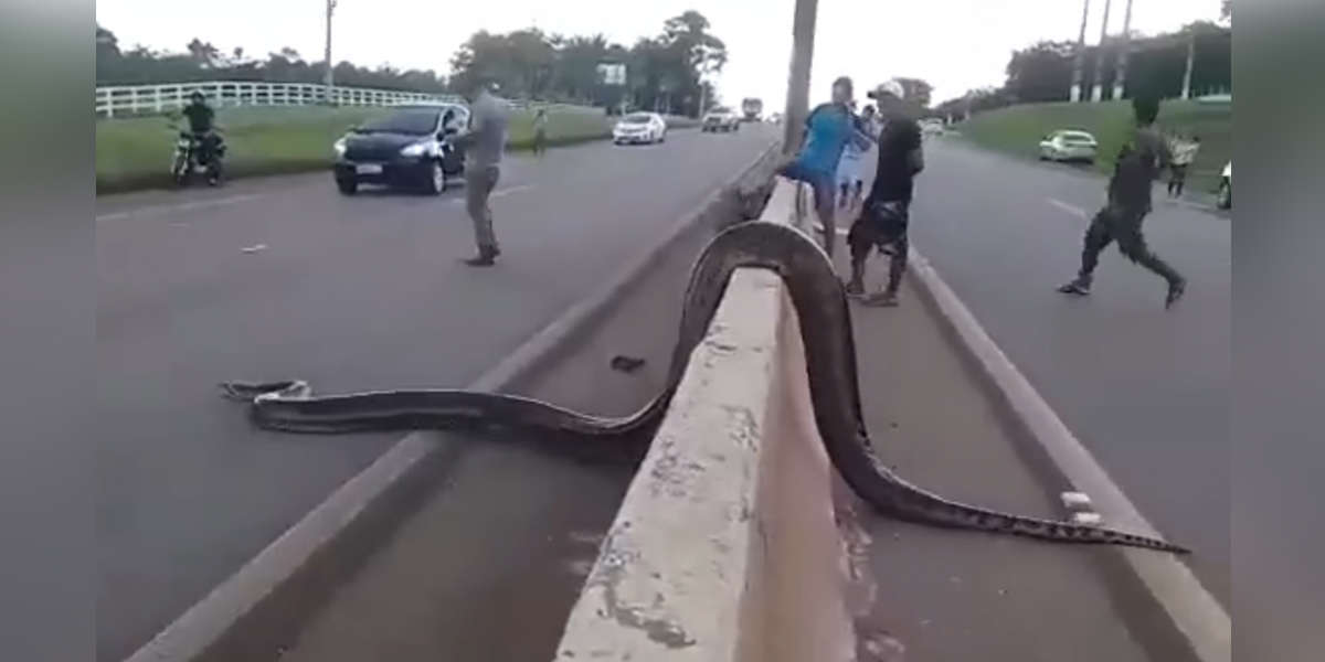 People Stop Traffic To Help An Enormous Snake Safely Cross The Road ...