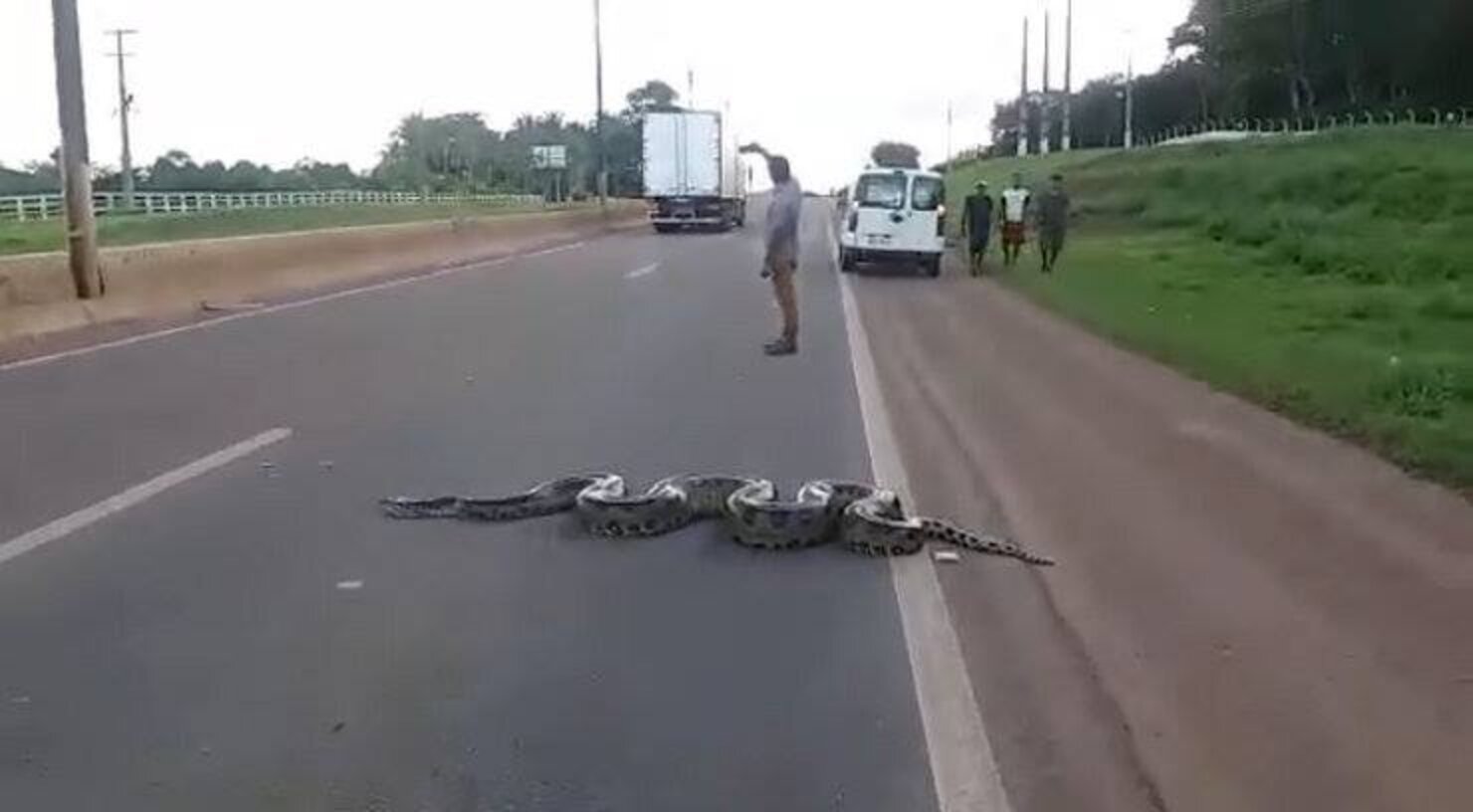 People Stop Traffic To Help An Enormous Snake Safely Cross The Road ...
