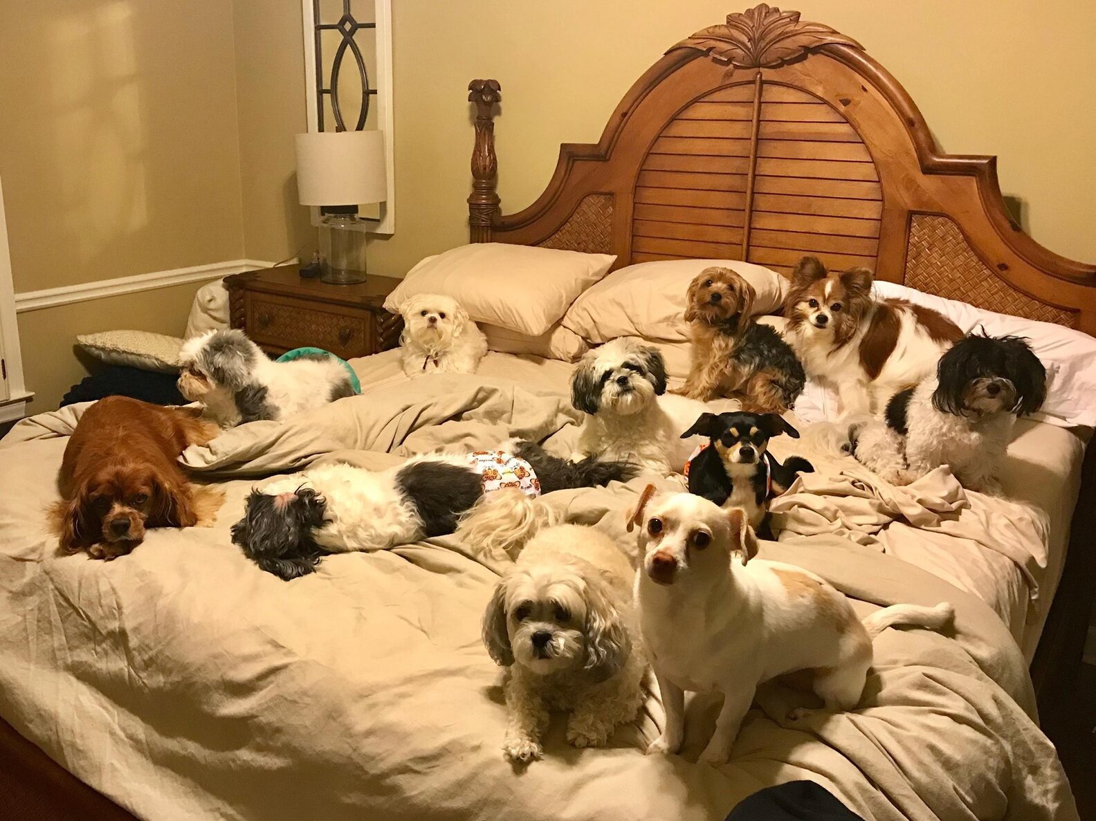 Perfect Photo Shows Pack Of 11 Little Dogs Sitting Still For Portrait ...