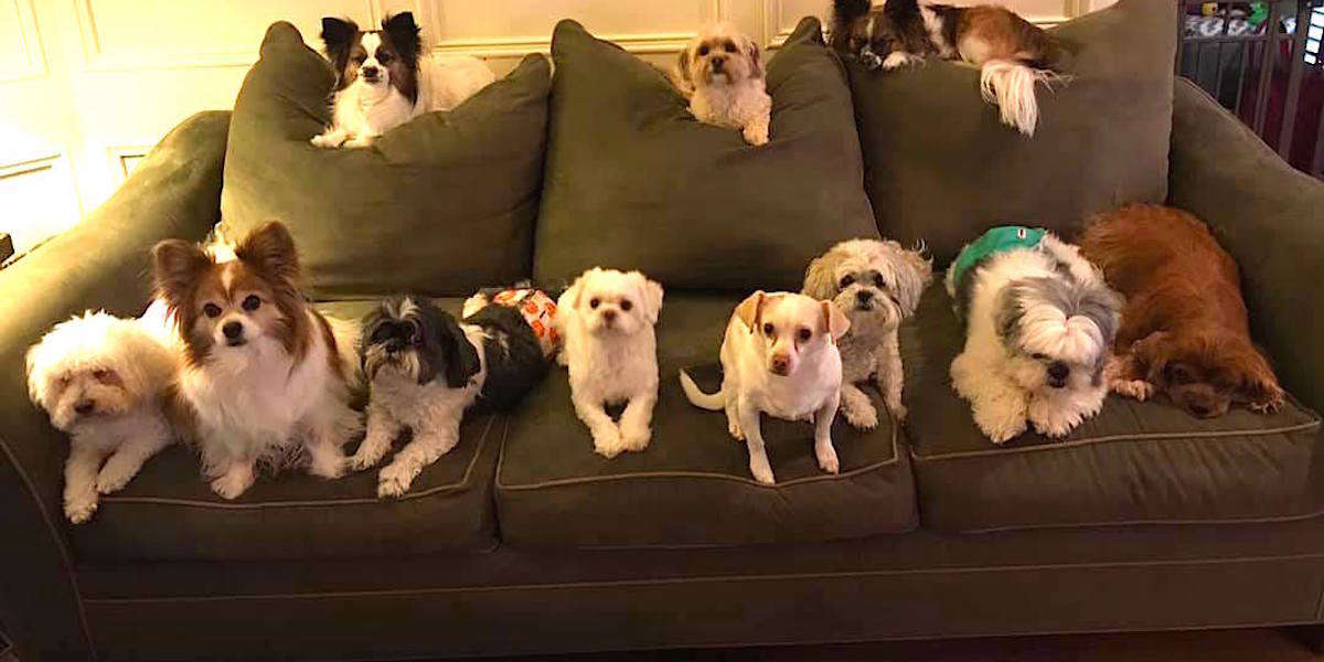Perfect Photo Shows Pack Of 11 Little Dogs Sitting Still For Portrait ...