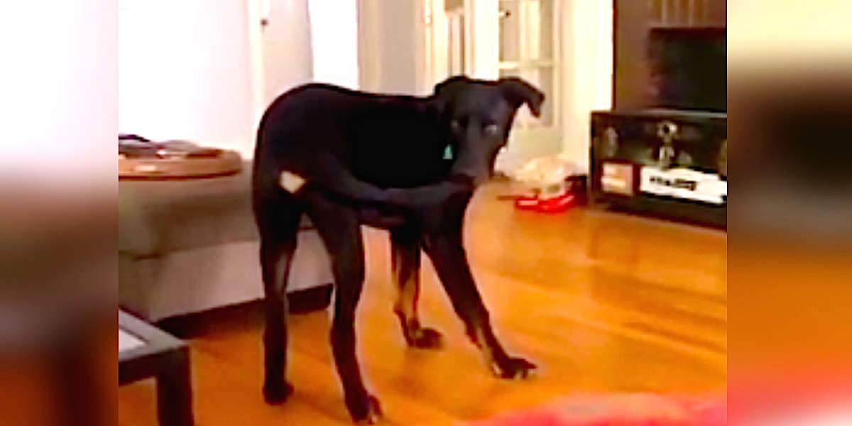 Dog Finally Catches His Own Tail In Viral Video And Refuses To Let Go ...