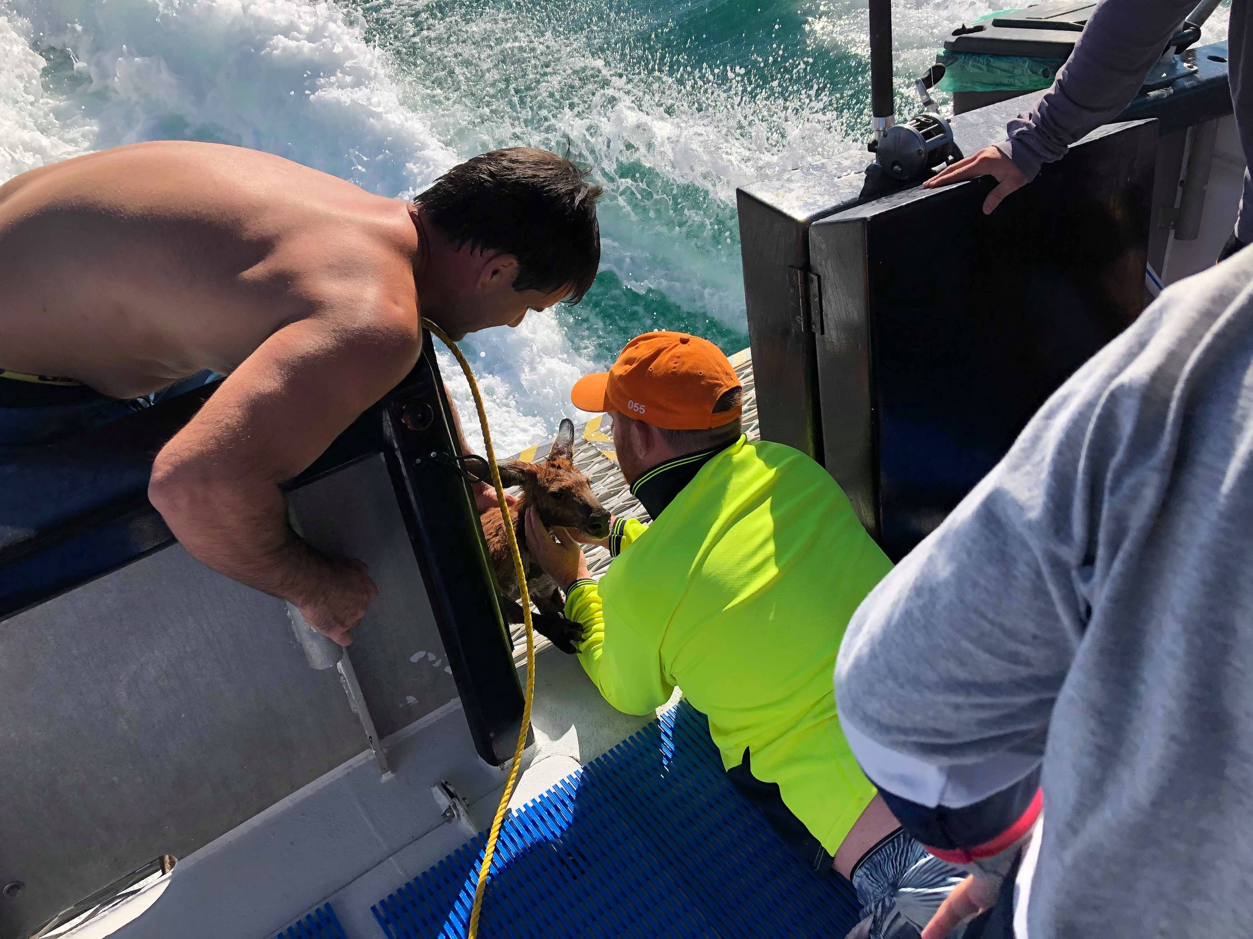 Man Gives Kangaroo CPR - The Dodo