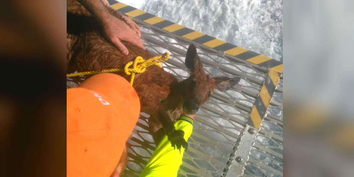 Man Gives Kangaroo CPR - The Dodo