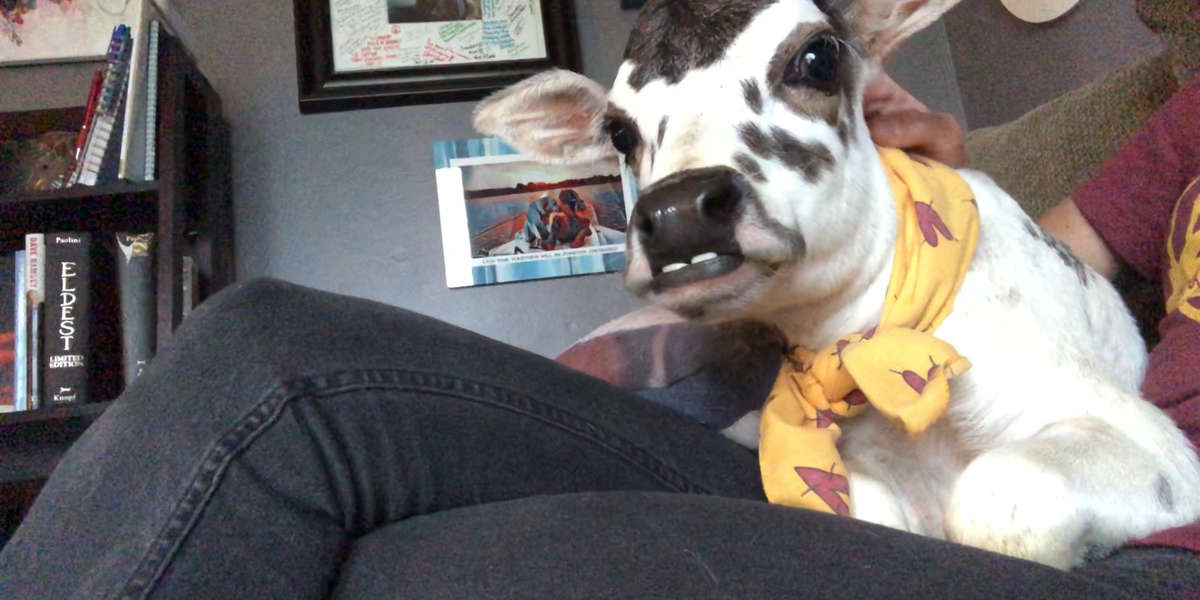 Fuzzy Calf Is The Most Resilient Baby Ever - Videos - The Dodo
