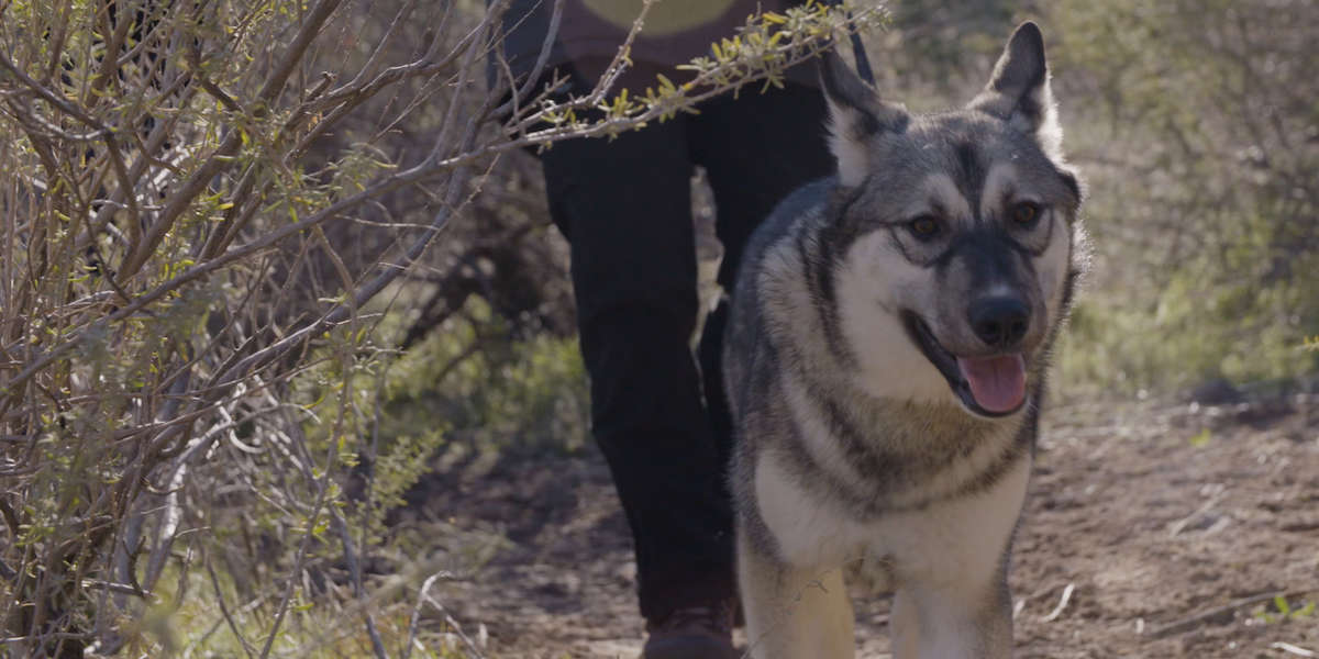 Baby Wolf Dog Bounces Back After Rough Start - Videos - The Dodo