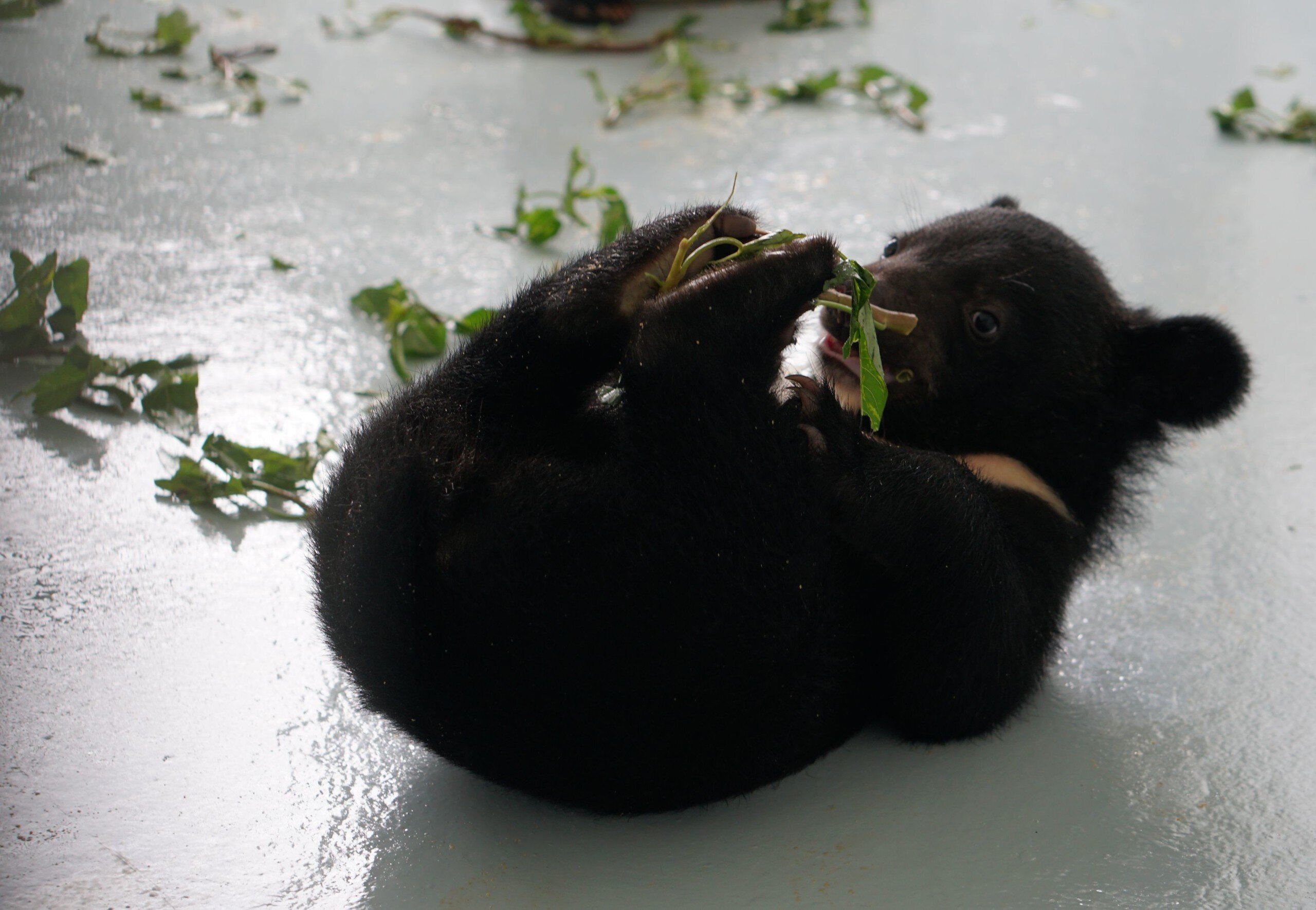 Baby Bears Rescued From Smugglers Flip Out Over Their New Play Room ...