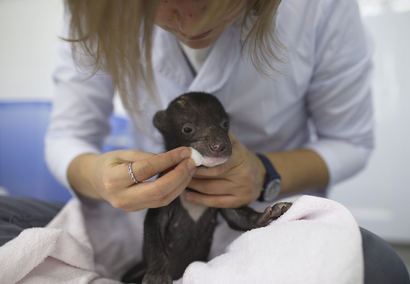 Baby Bears Rescued From Smugglers Flip Out Over Their New Play Room ...