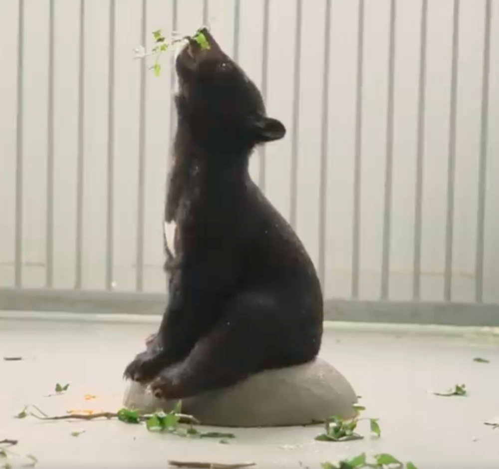 Baby Bears Rescued From Smugglers Flip Out Over Their New Play Room ...