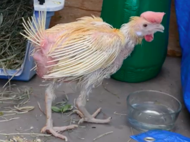 Rescued Chicken Who Lost All Her Feathers Completely Transforms - The Dodo