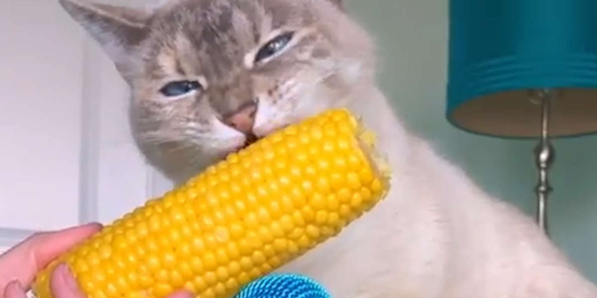 Cat ASMR Is So Relaxing - Videos - The Dodo