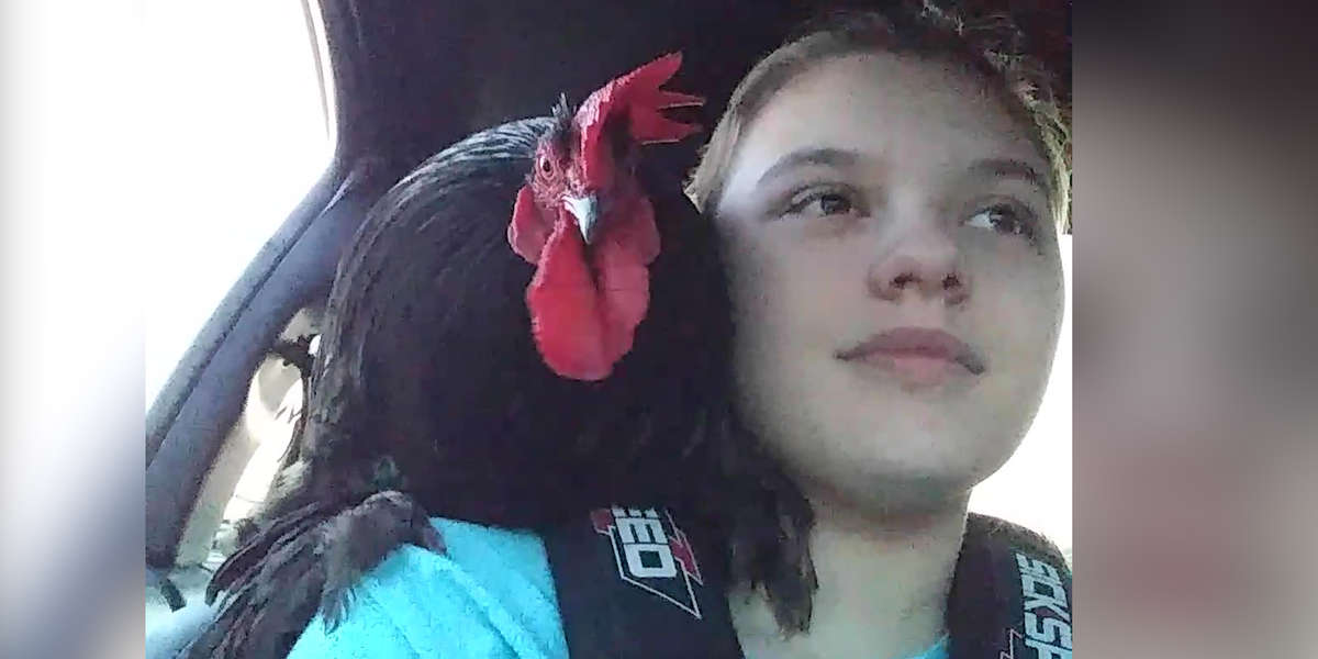 A Day In The Life Of A Girl And Her Rooster Best Friend - Videos - The Dodo