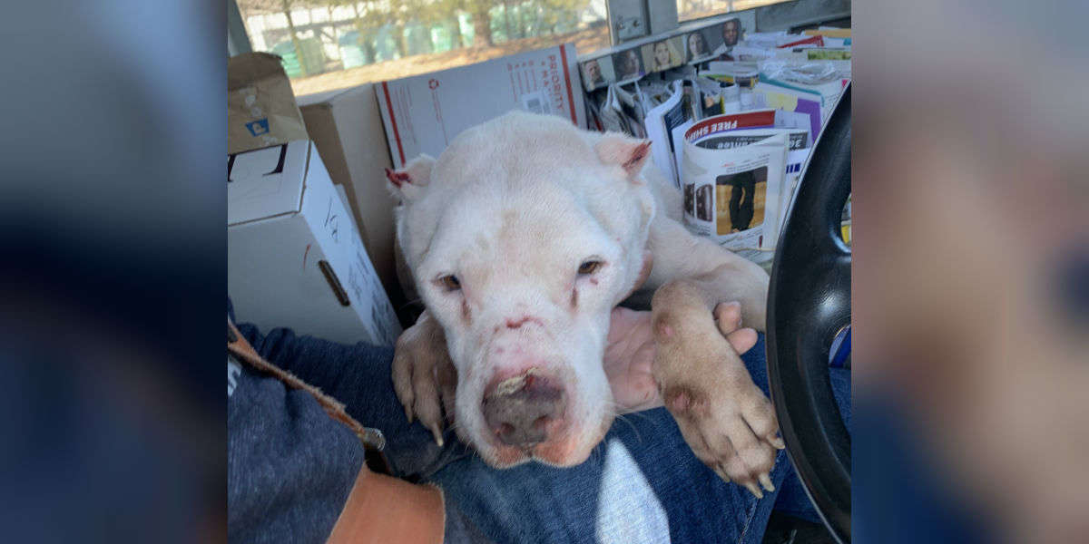 Mailman Rescues Dog And Knows He Has To Adopt Him - The Dodo