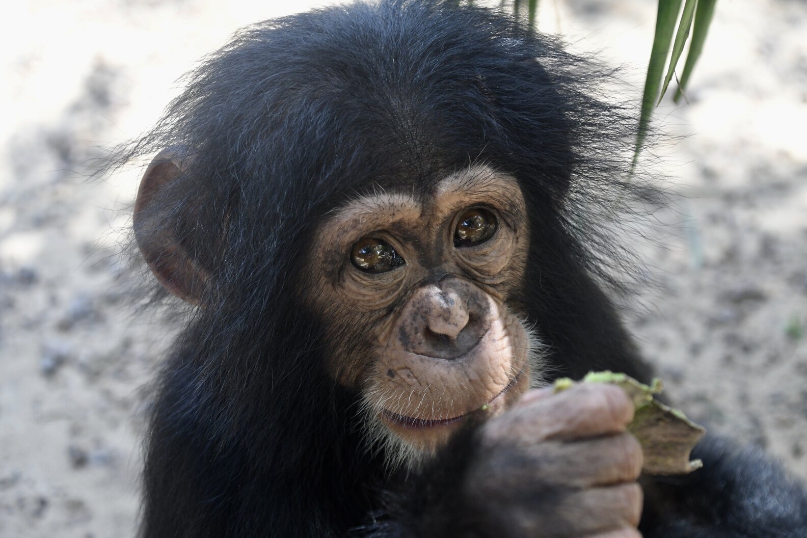 Rescued Baby Chimp Introduced To Sanctuary Family Gets Tons Of Hugs ...