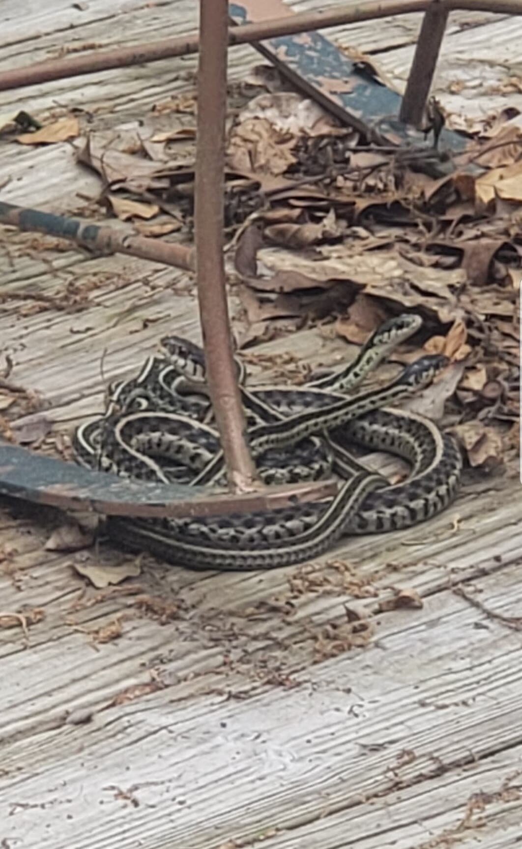 Woman Finds 6 Snakes Hanging Out On Her Deck - The Dodo