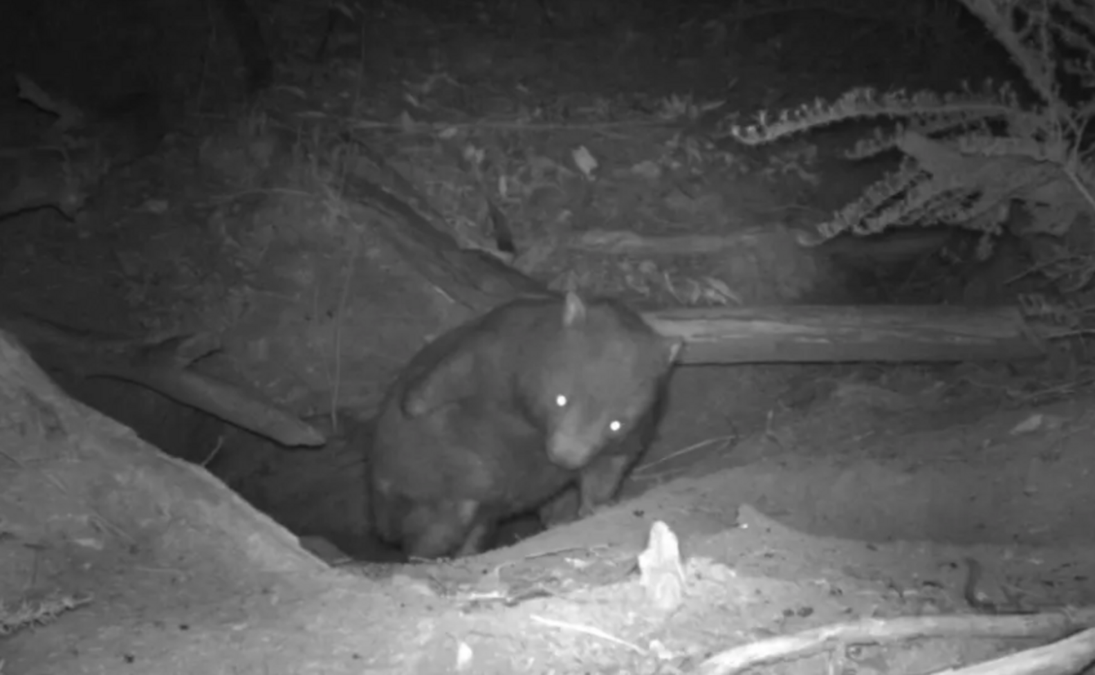 Hidden Camera Catches Wombat, Koala And Rabbit Emerging From Same Nest ...