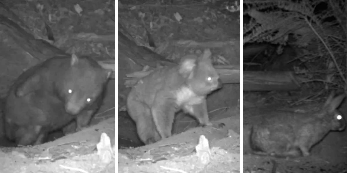 Hidden Camera Catches Wombat, Koala And Rabbit Emerging From Same Nest ...