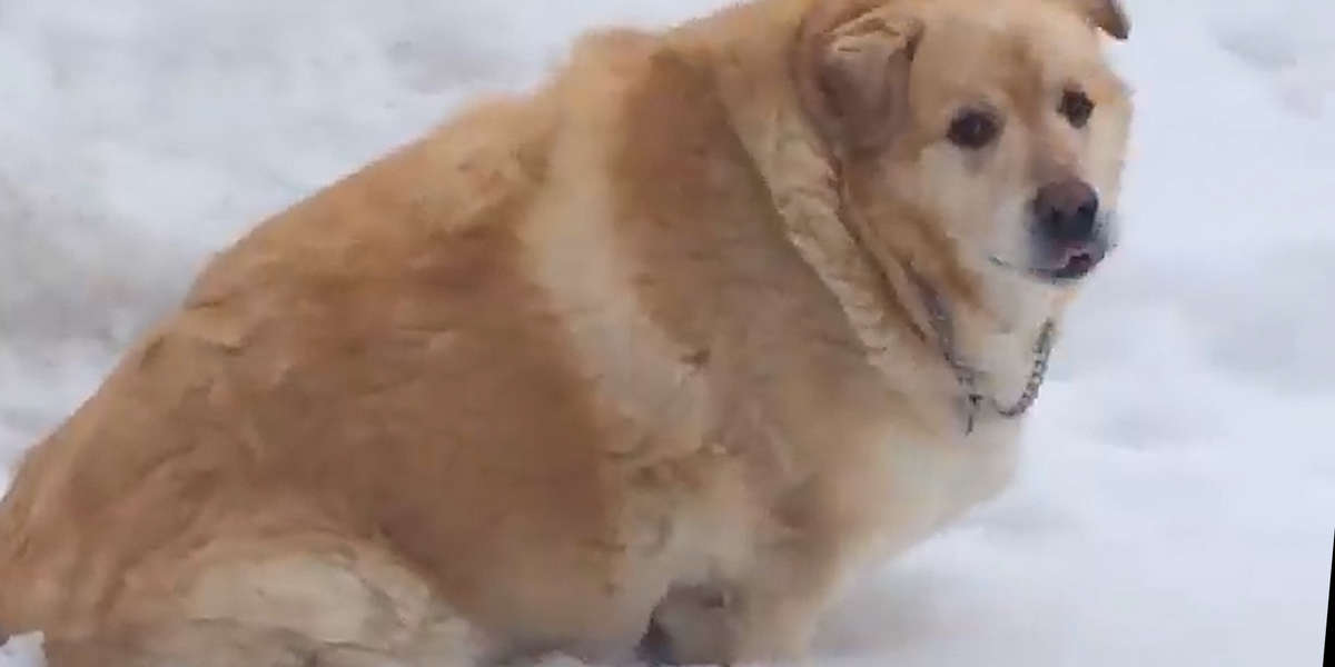 173-Pound Dog Loses More Than Half His Weight - Videos - The Dodo