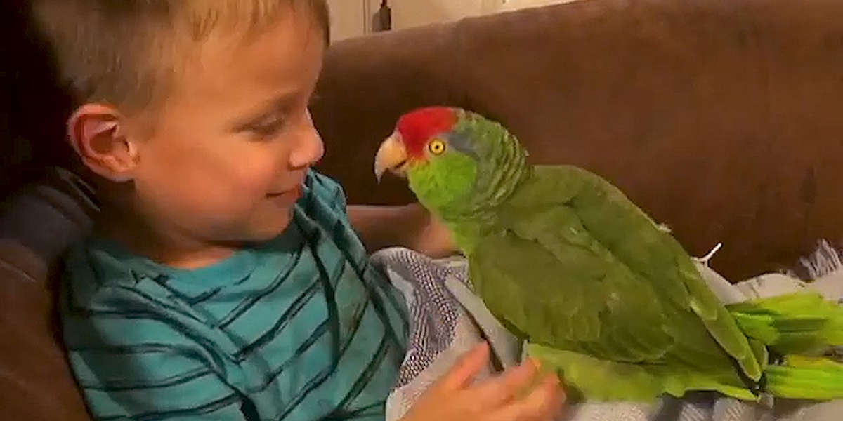 Parrot Follows Her Favorite Kid Everywhere - Videos - The Dodo