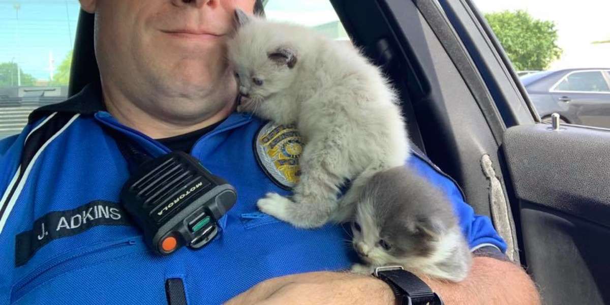 Police Officer Cuddles Up To Kittens He Rescued - The Dodo