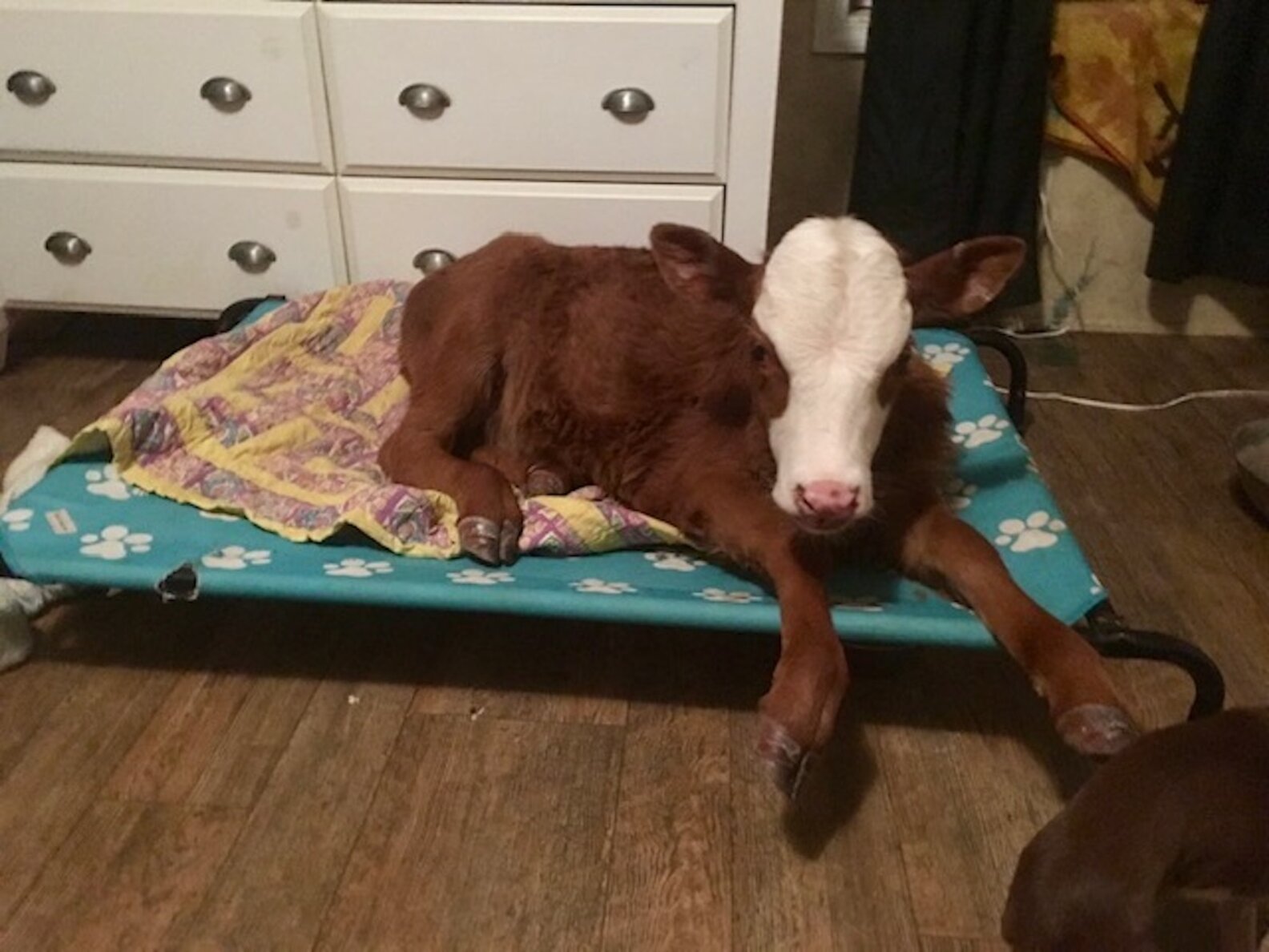 Rescued Baby Calf Loves To Sleep In Dog Beds - The Dodo