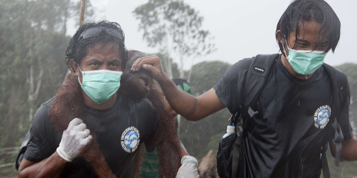 New UN Report Finds 1 Million Species Threatened With Extinction - The Dodo