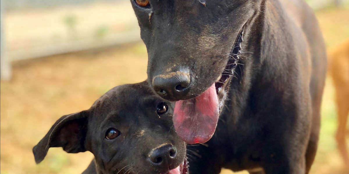 Puppy Lost After Typhoon Is About To See Her Family Again - Videos ...