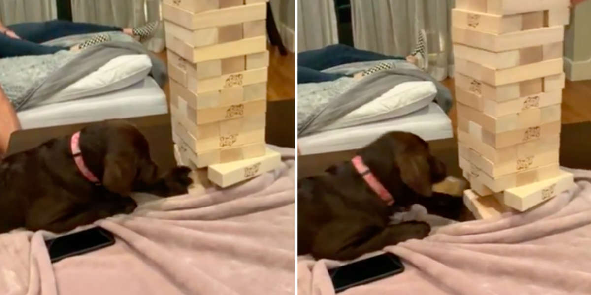 Labrador Puppy Is A Jenga Whiz - The Dodo