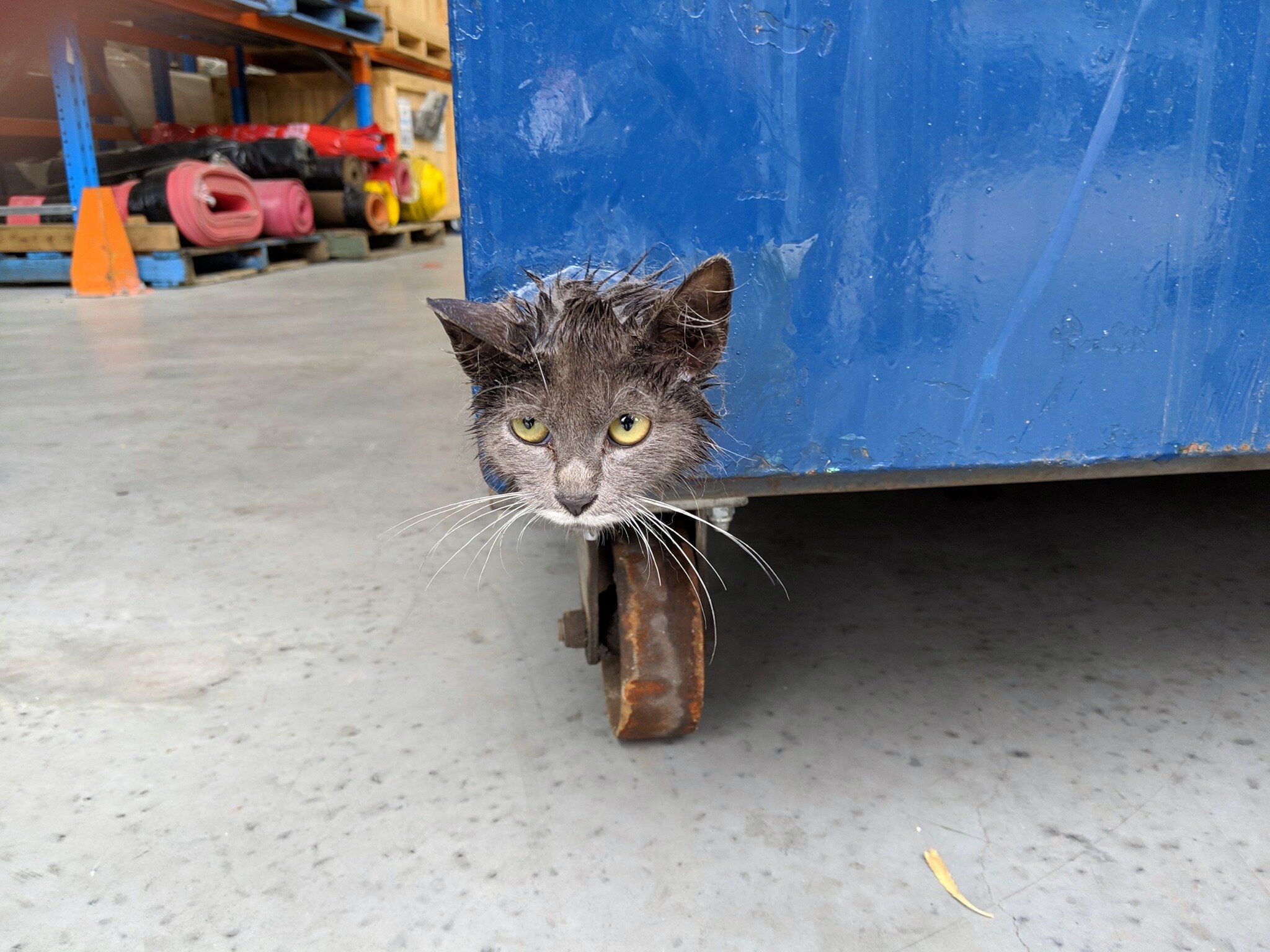 Factory Worker Spots Random Kitten Face — And Realizes She Needs Help ...