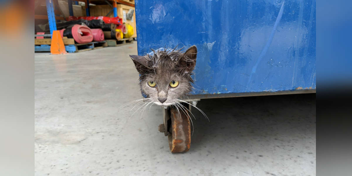 Factory Worker Spots Random Kitten Face — And Realizes She Needs Help ...