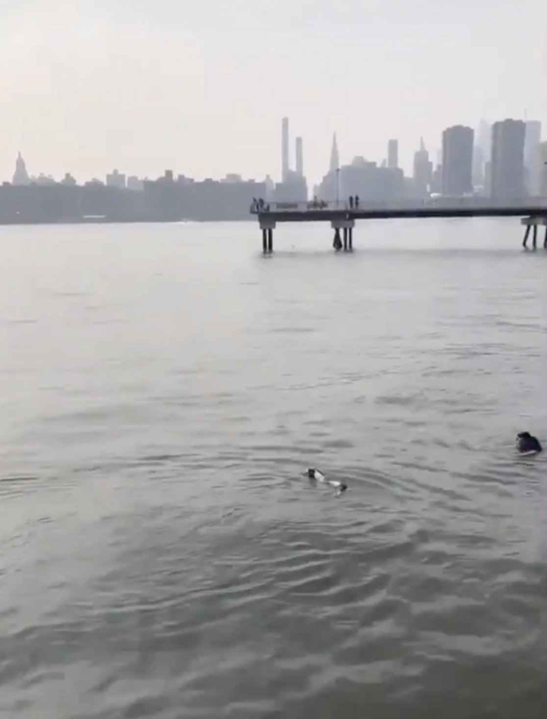 Man Jumps Into NYC River To Save Dog - The Dodo