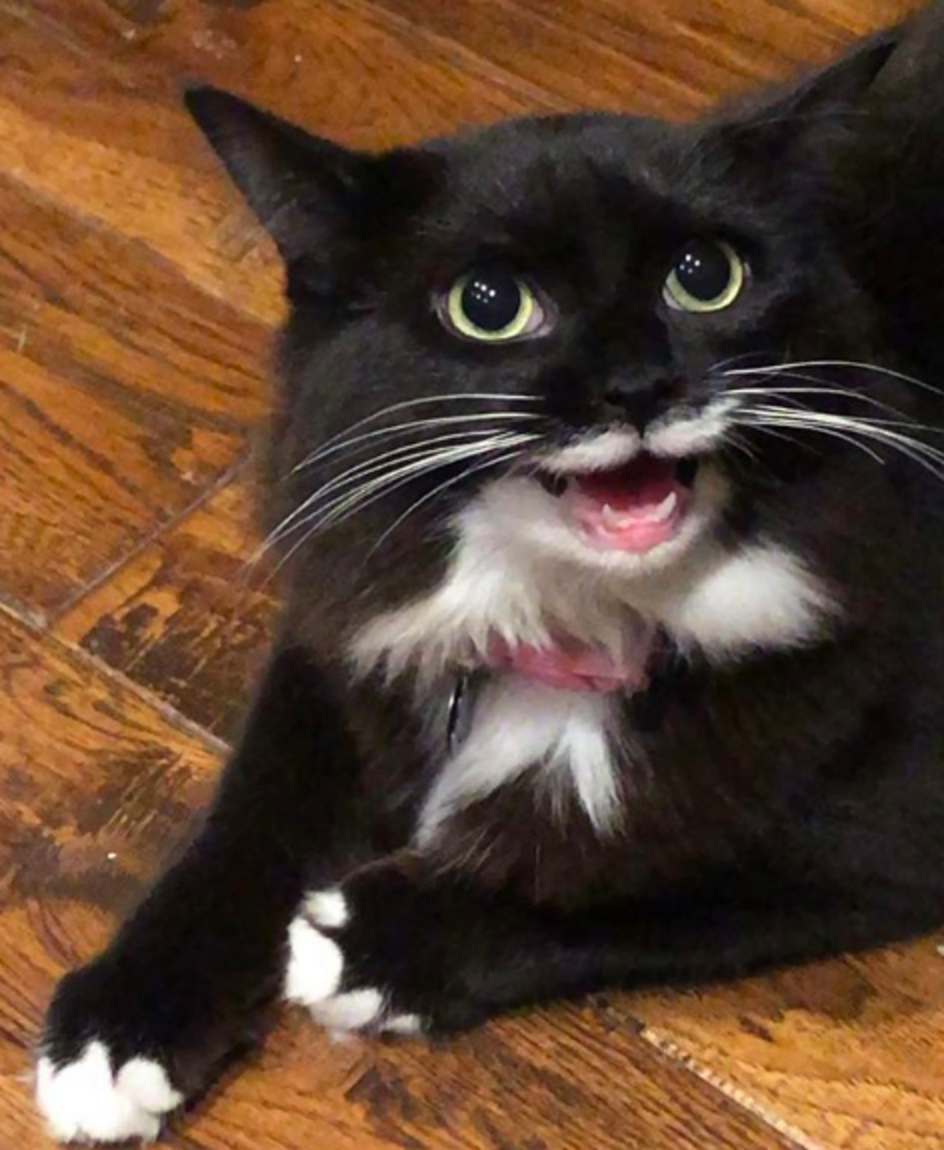 Kitten Flashes The Sweetest Smile When She Gets Adopted - The Dodo
