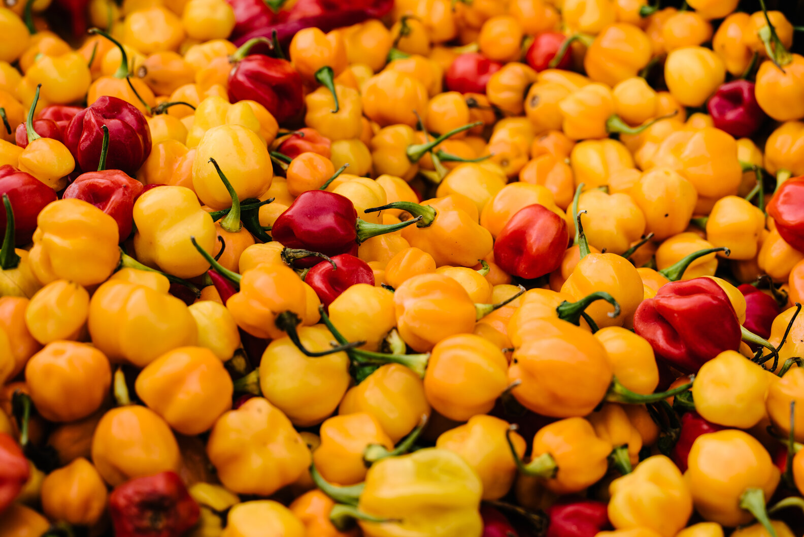 Types of Peppers, Explained: Heat Levels of Different Chili Peppers ...