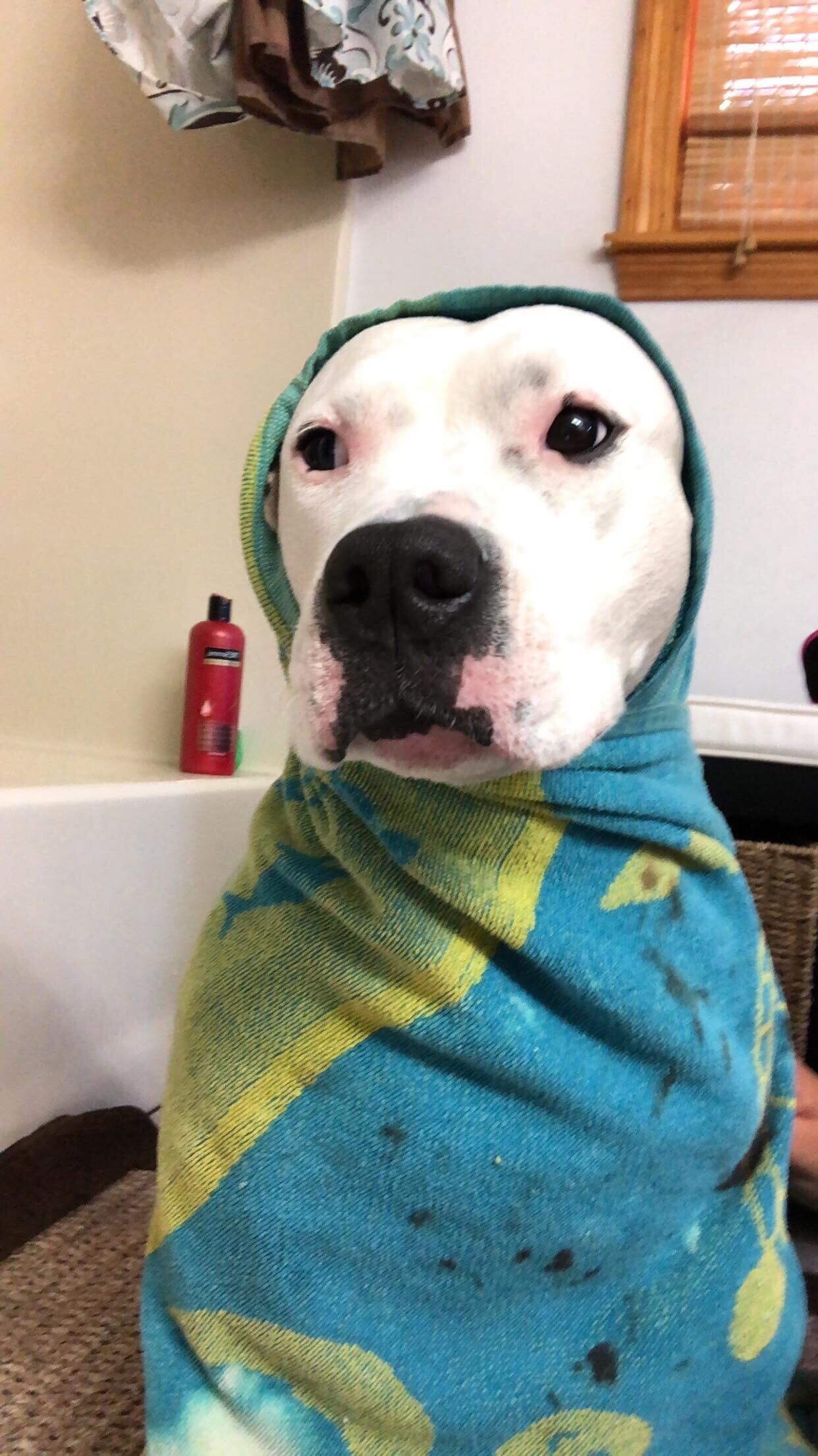 Dog Pulls Brother Out Of Car After Crash - The Dodo