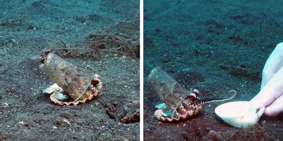 Nice Divers Find A New Home For Little Octopus Living In Trash - The Dodo
