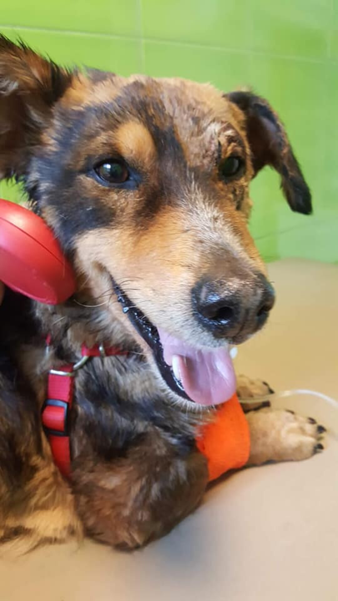 Dog Trapped In Tar Is So Lucky To Have Been Found In Time - The Dodo