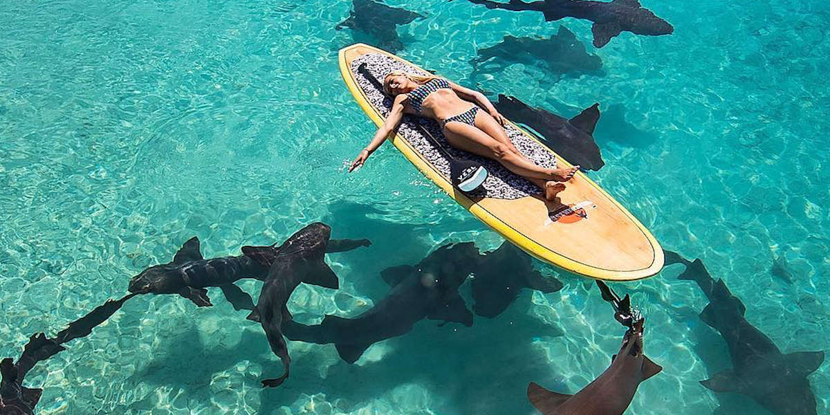 Woman Swims With Sharks To Save Their Lives - Videos - The Dodo