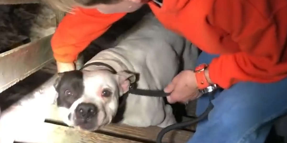 People Move Into House And Find A Pit Bull In The Basement - Videos ...