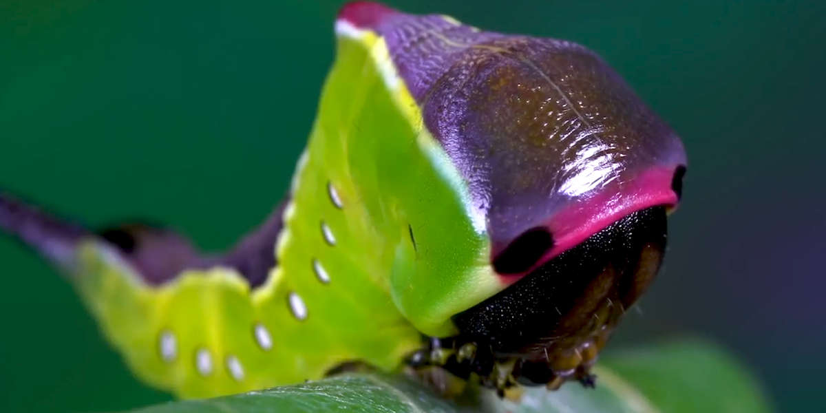 Caterpillar Makes The Most Gorgeous Transformation - Videos - The Dodo