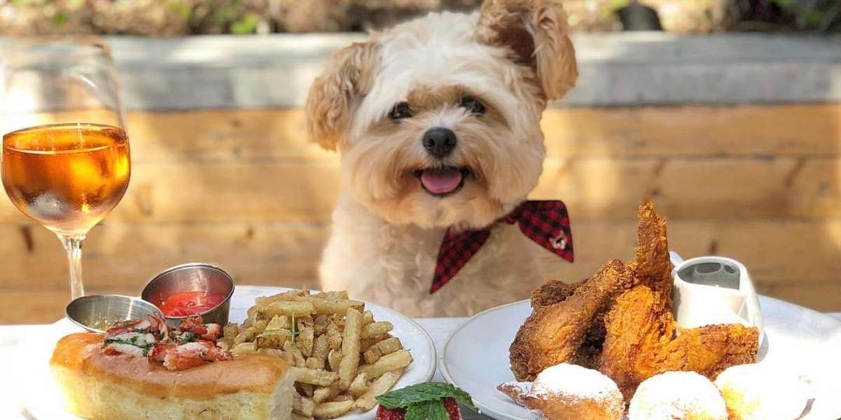 Stray Dog Becomes The Biggest Foodie In LA - Videos - The Dodo