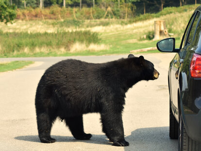 Family of Bears Caught Hanging Out In Man's Parked Car In Tennessee ...