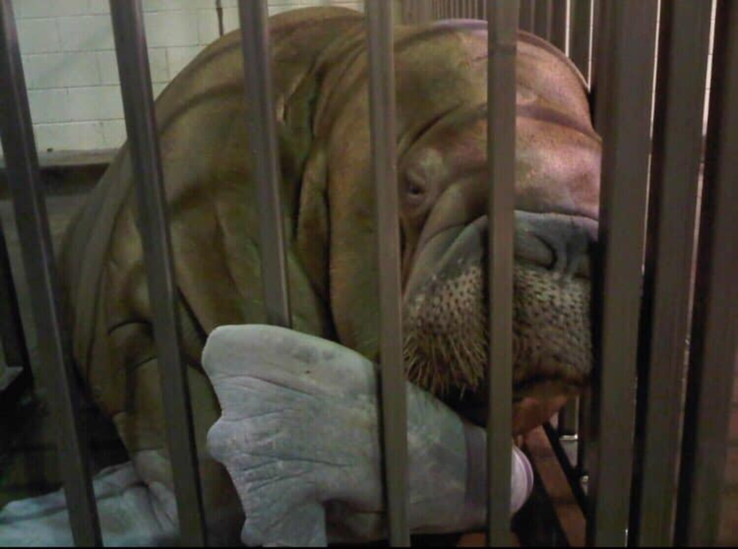 Controversial Canadian Marine Park Loses Fourth Walrus In Two Years ...